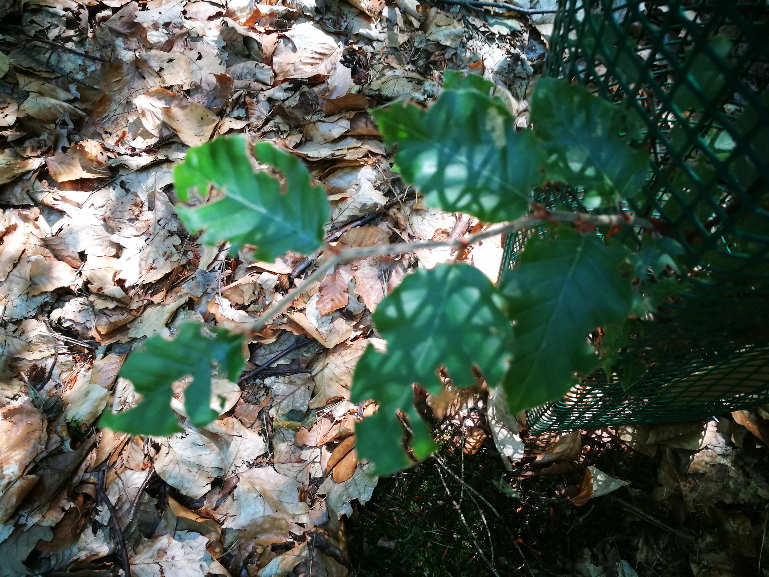 Geiselberg : Plantation de feuillus - Life