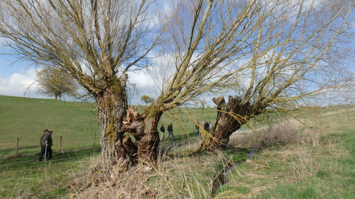 Brochure sur les arbres têtards - Life