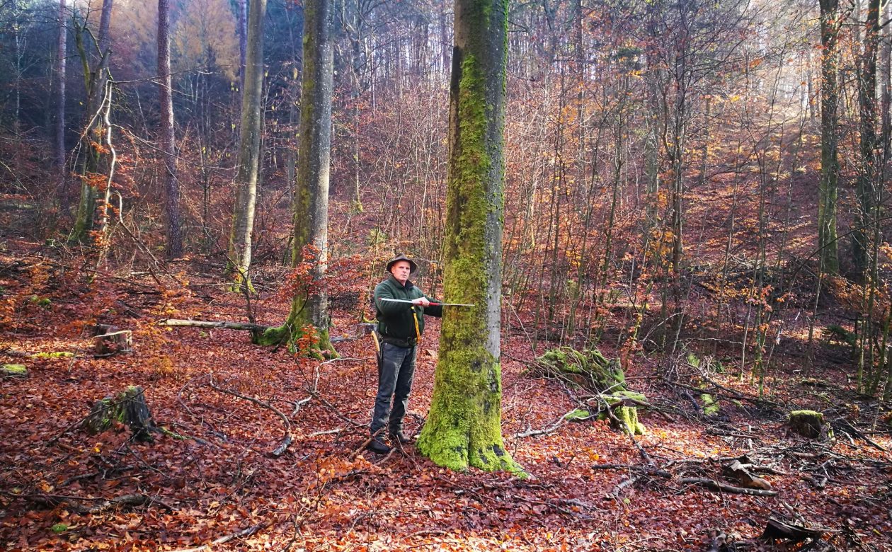 Geiselberg: création d’un îlot de sénescence – lieu de prédilection ...