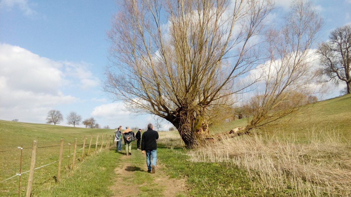 Brochure sur les arbres têtards - Life