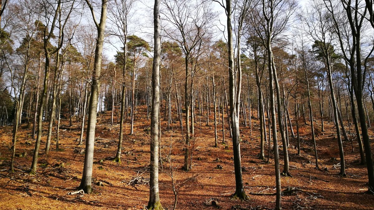Rinnthal: Sicherung der Altholzinsel "Almersberg" (2,02 ha) - Life